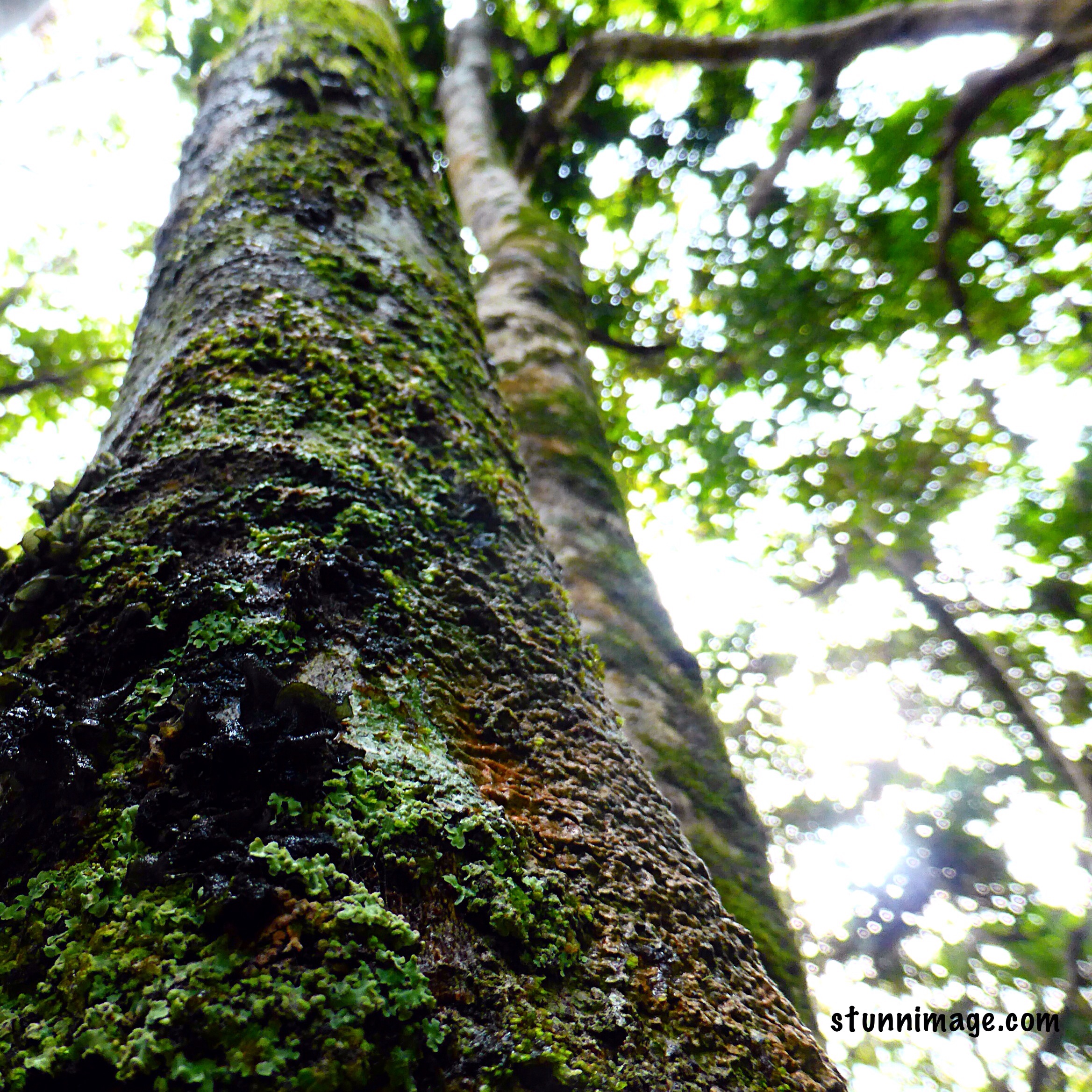 Rainforest textures | stunnimage